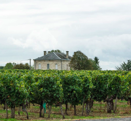 Motut vineyards - Crus & Vintages